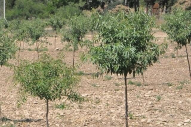 Mikor ültessünk mandulafát?